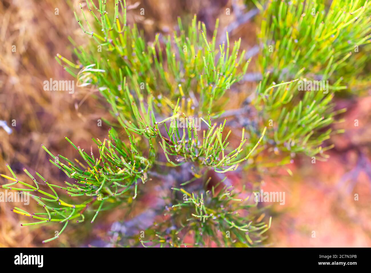 Arches National Park trail hiking in Utah in summer with closeup of ...