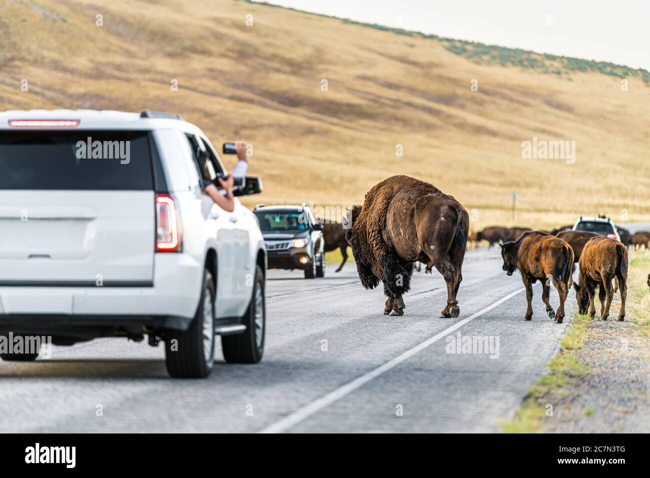 Bison family with calves herd crossing the road on Antelope Island ...