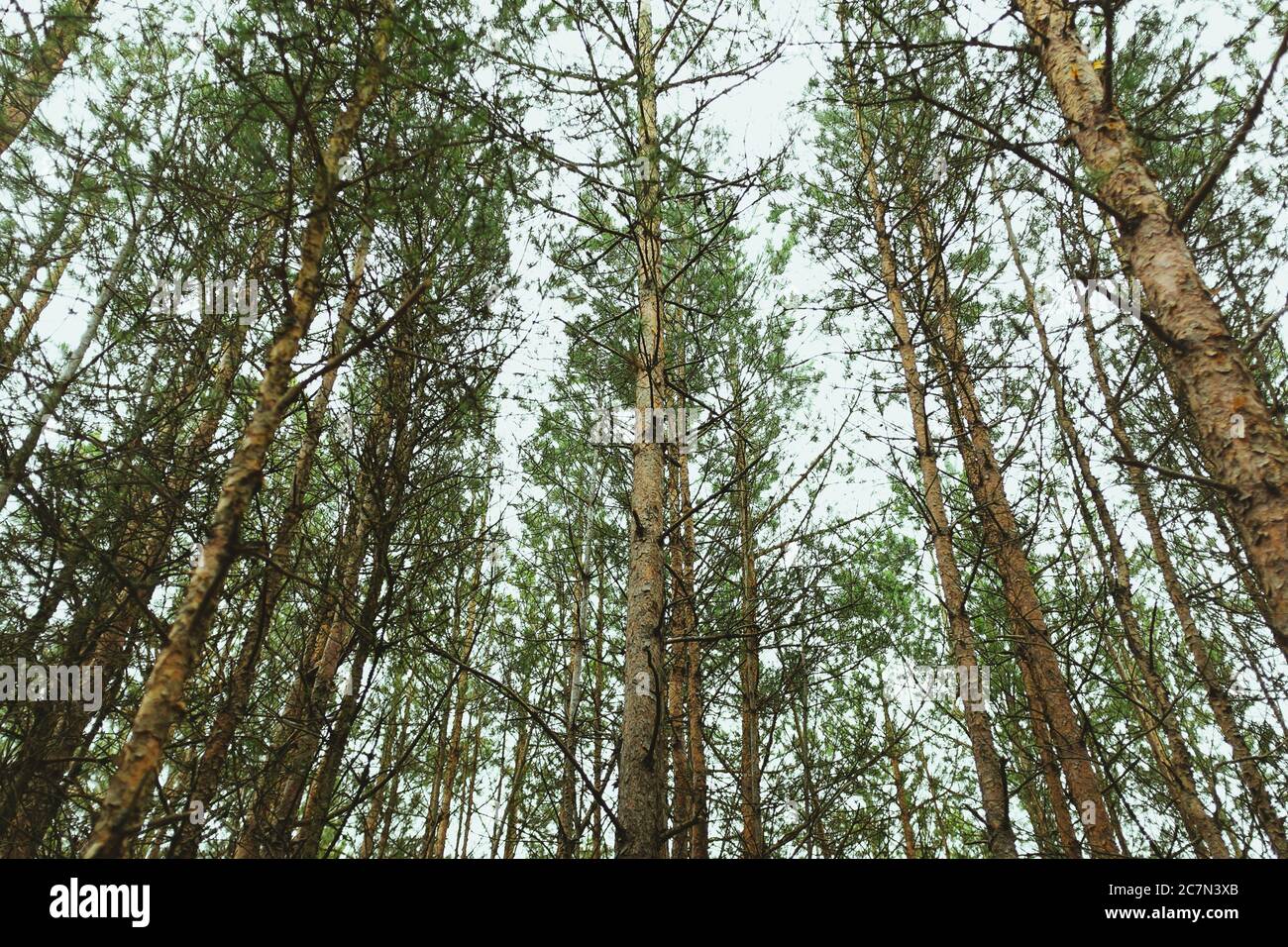 Trees growing in the forest during daytime Stock Photo - Alamy