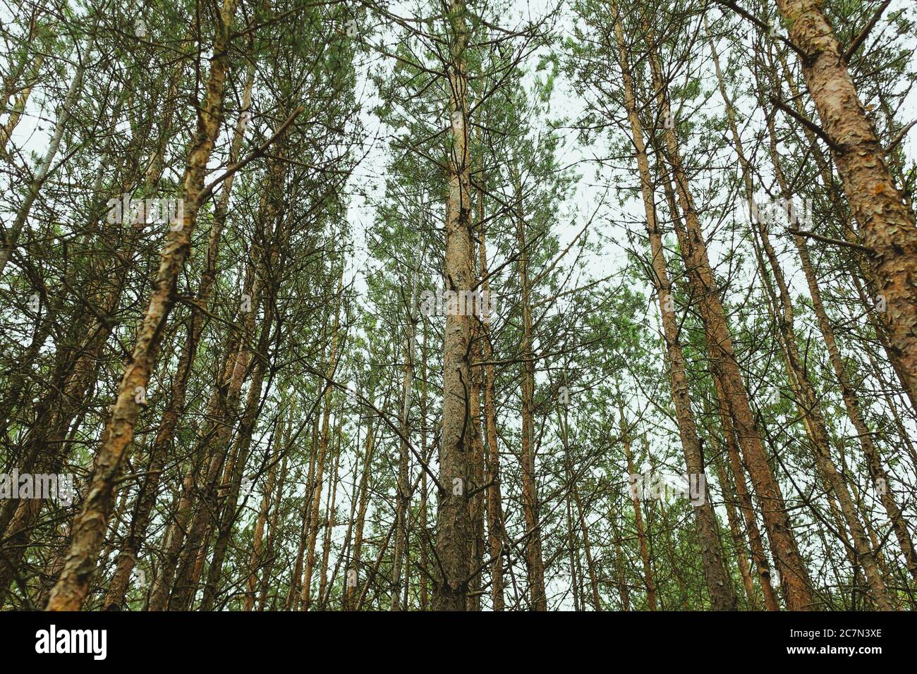 Variety of trees growing in the forest during daytime Stock Photo - Alamy