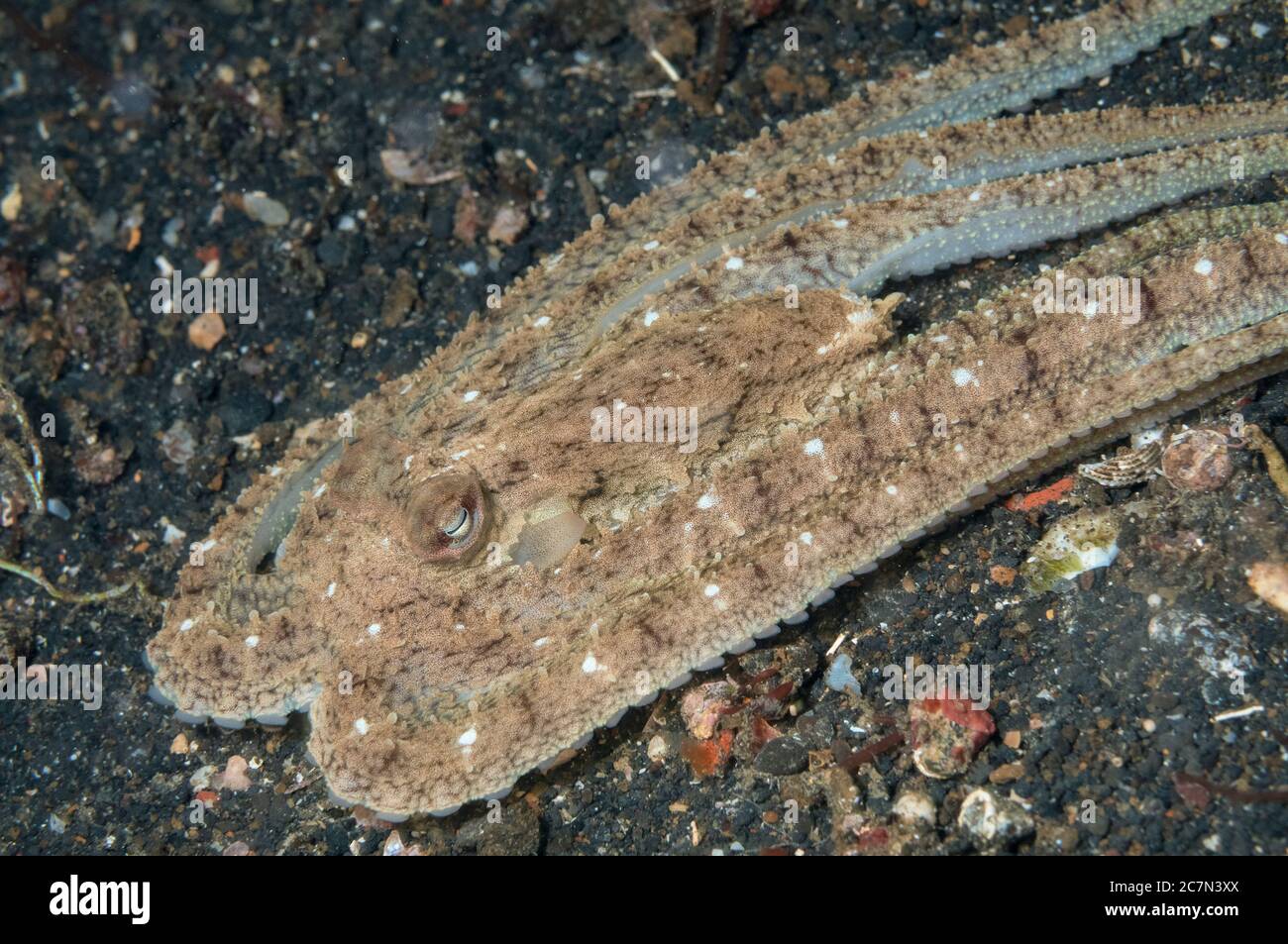 White spot octopus hi-res stock photography and images - Alamy