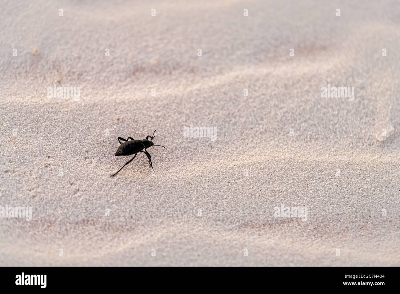 White sands dunes national monument park closeup of beetle insect macro ...