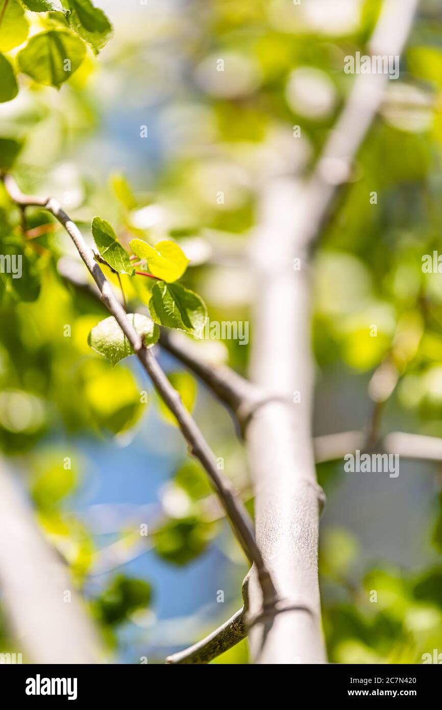 Quaking aspen grove and vertical view hi-res stock photography and ...