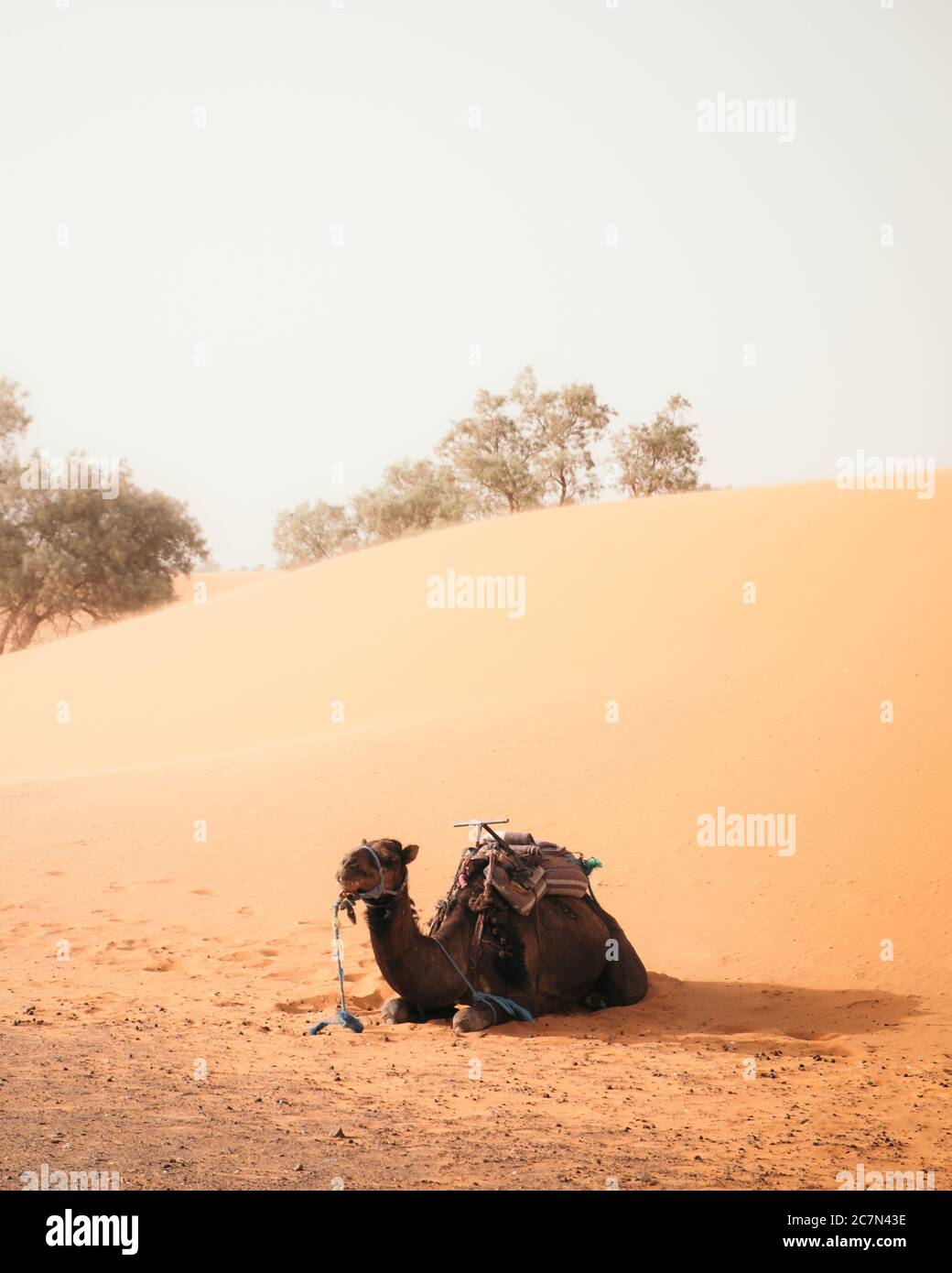 Tired camel hi-res stock photography and images - Alamy