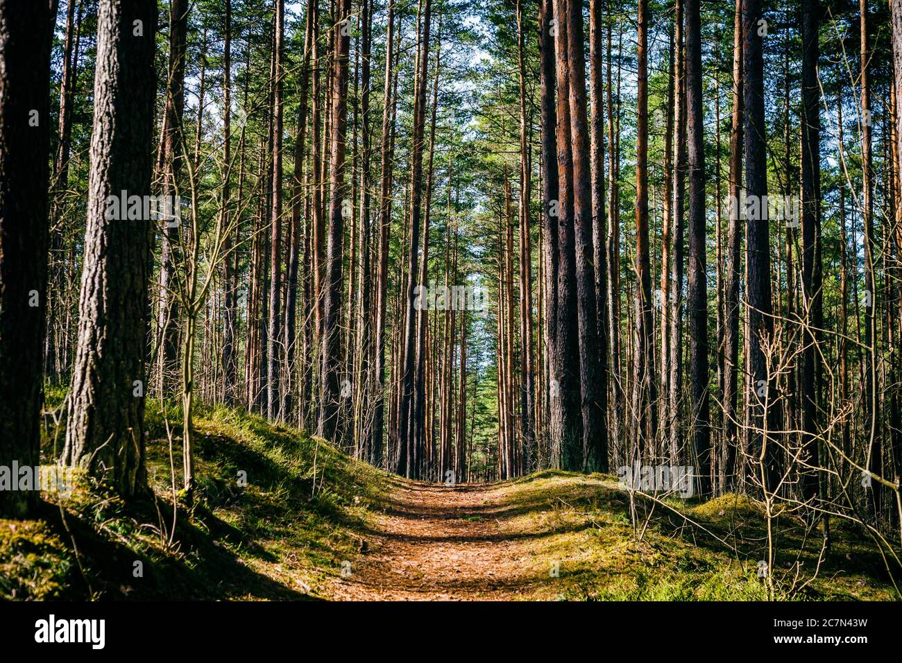 Variety of trees growing in the forest during daytime Stock Photo - Alamy