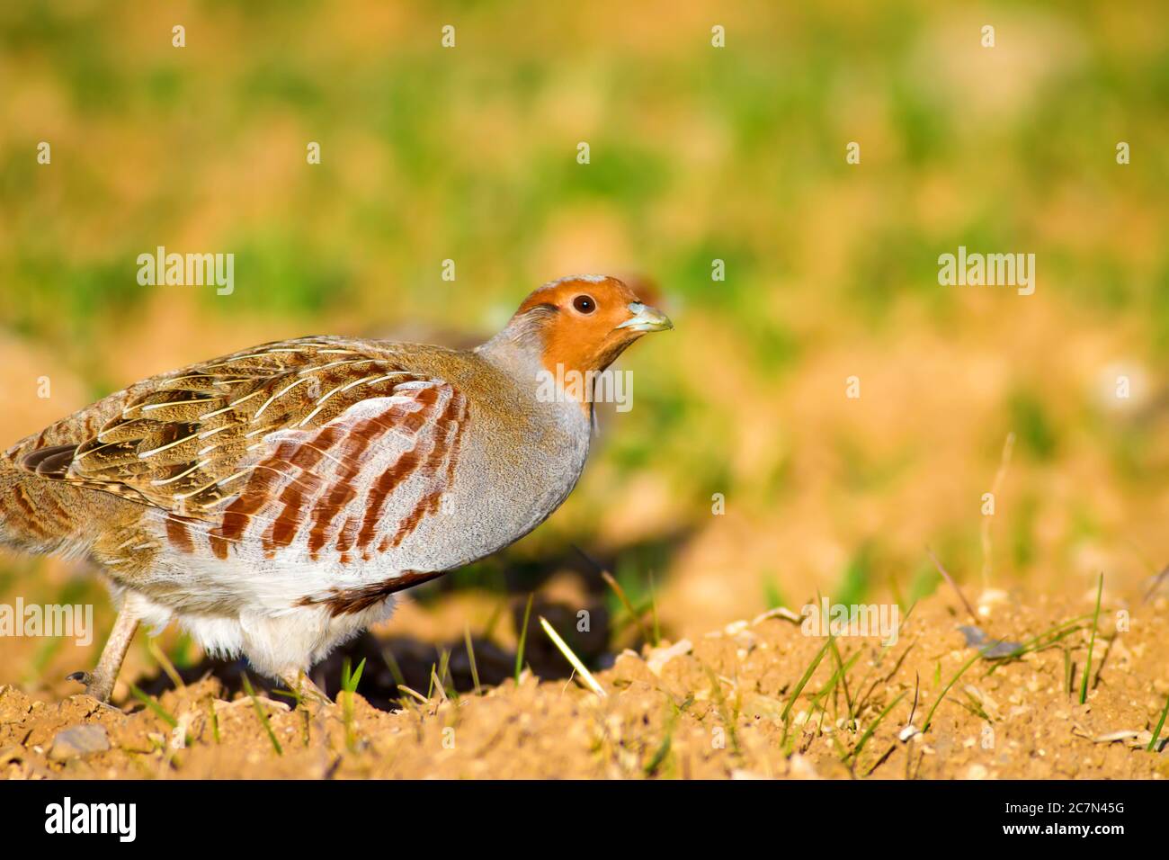 Wild bird partridge. Warm colors nature background. Grey Partridge ...