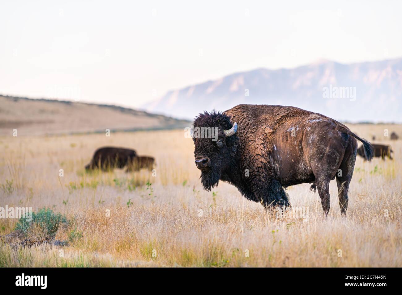 Rough male bull wild bison shedding fur with tail and horns on Antelope ...