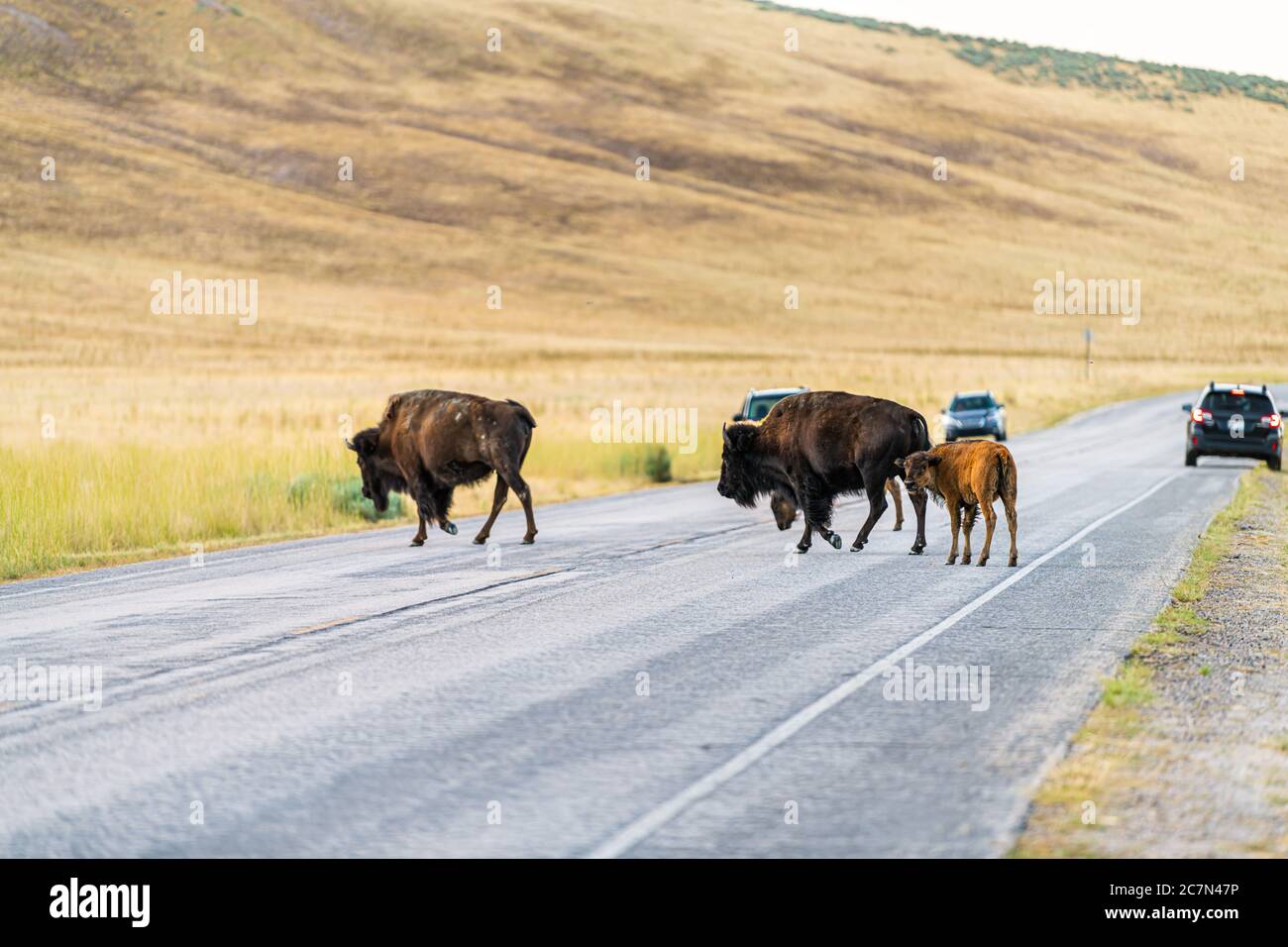 Bison family with calf herd crossing the road on Antelope Island State ...