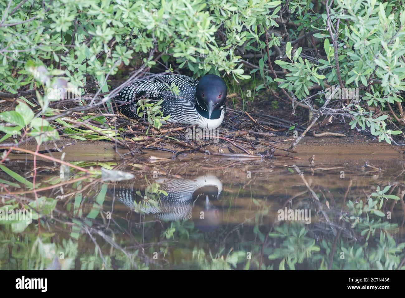 common loon nesting in Quebec, Canada Stock Photo - Alamy