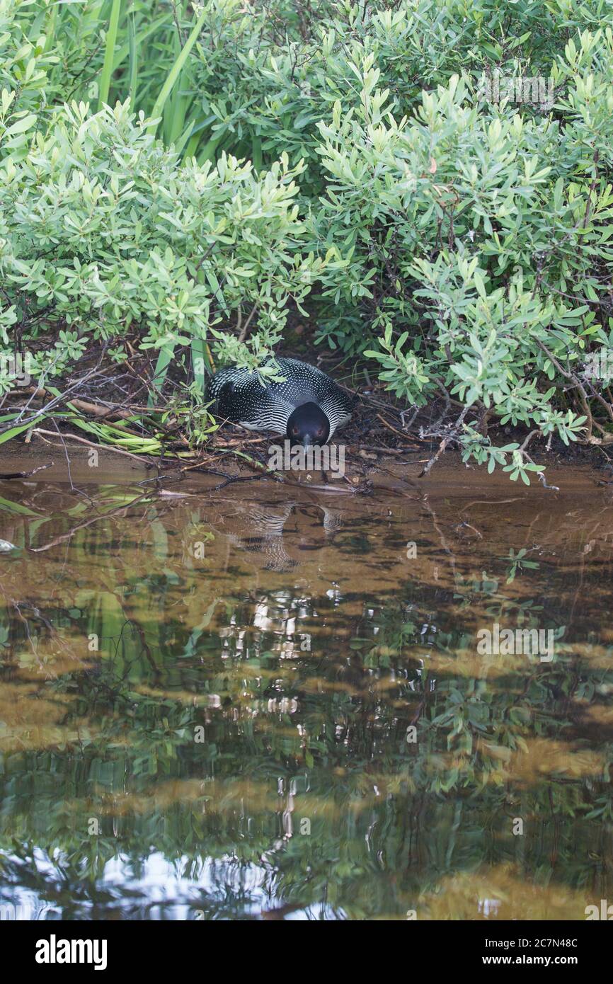 Female loon nesting hi-res stock photography and images - Alamy