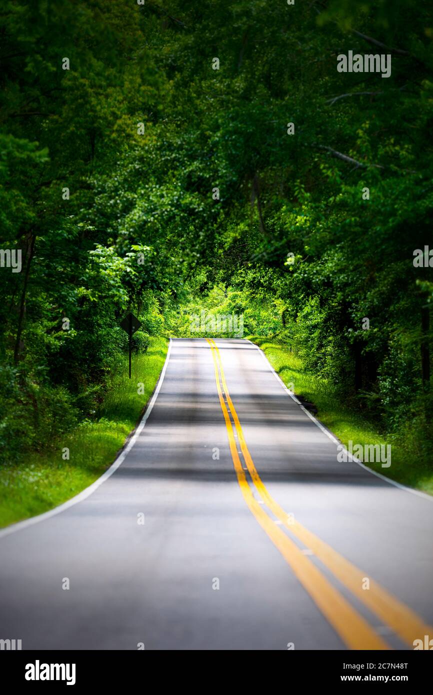 Tallahassee, Florida vertical view of dark shadow tunnel road ...