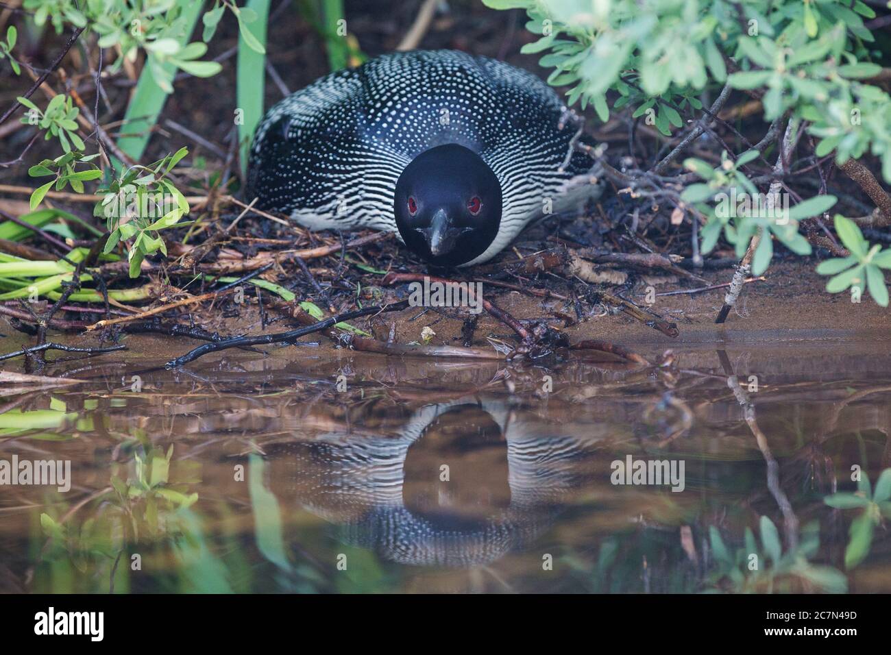 common loon nesting in Quebec, Canada Stock Photo - Alamy