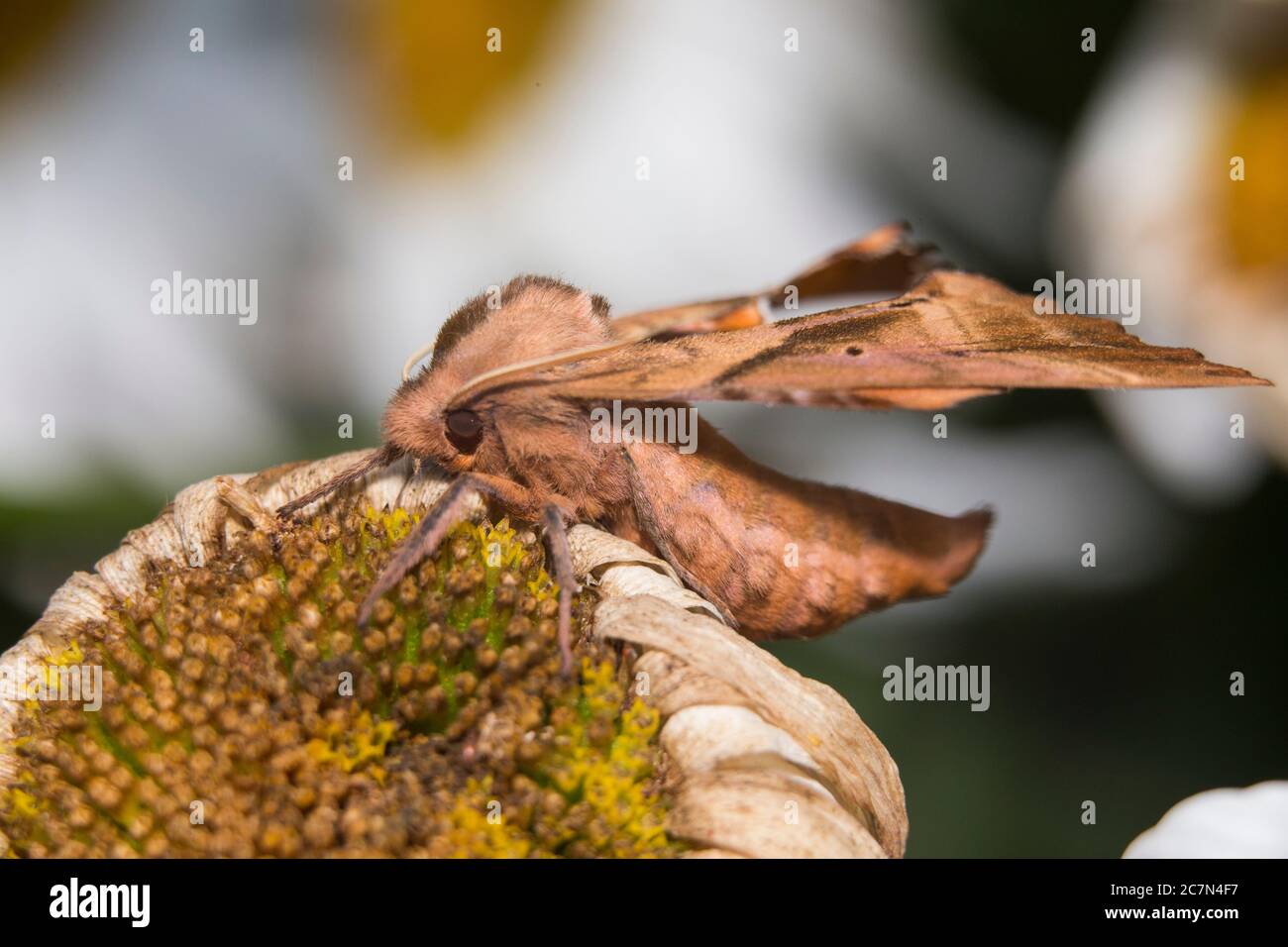 Blinded sphinx hi-res stock photography and images - Alamy