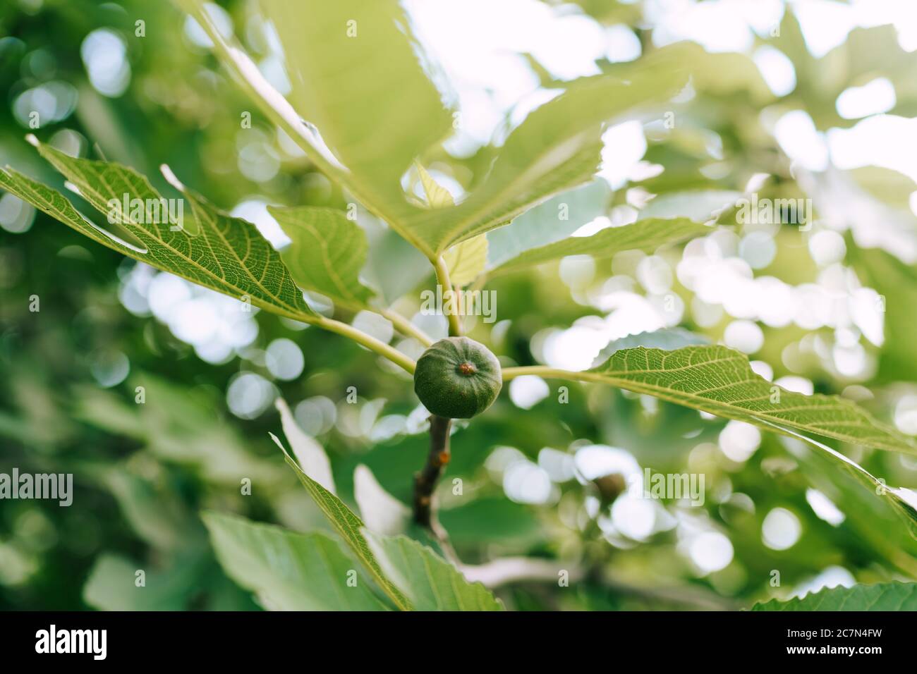 Close-up of the green fig fruit on a tree branch, close-up a small ...