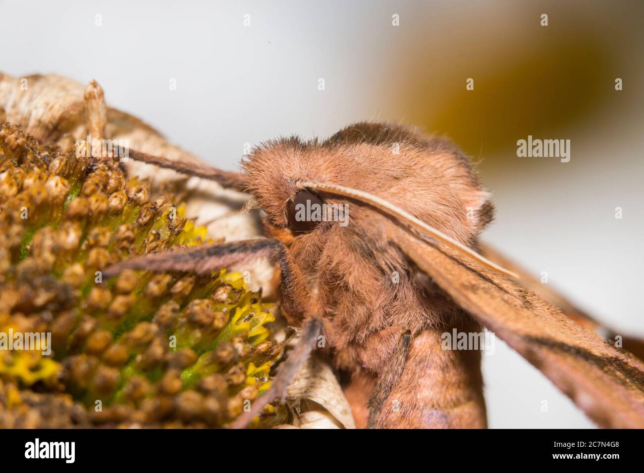 Paonias excaecatus, the blinded sphinx Stock Photo - Alamy