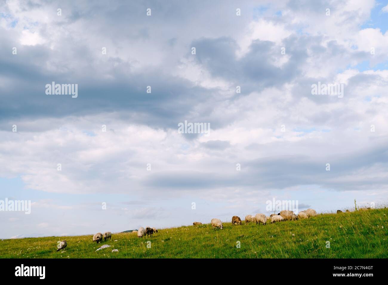 A flock of sheep grazes on a green hill against a blue sky with clouds ...