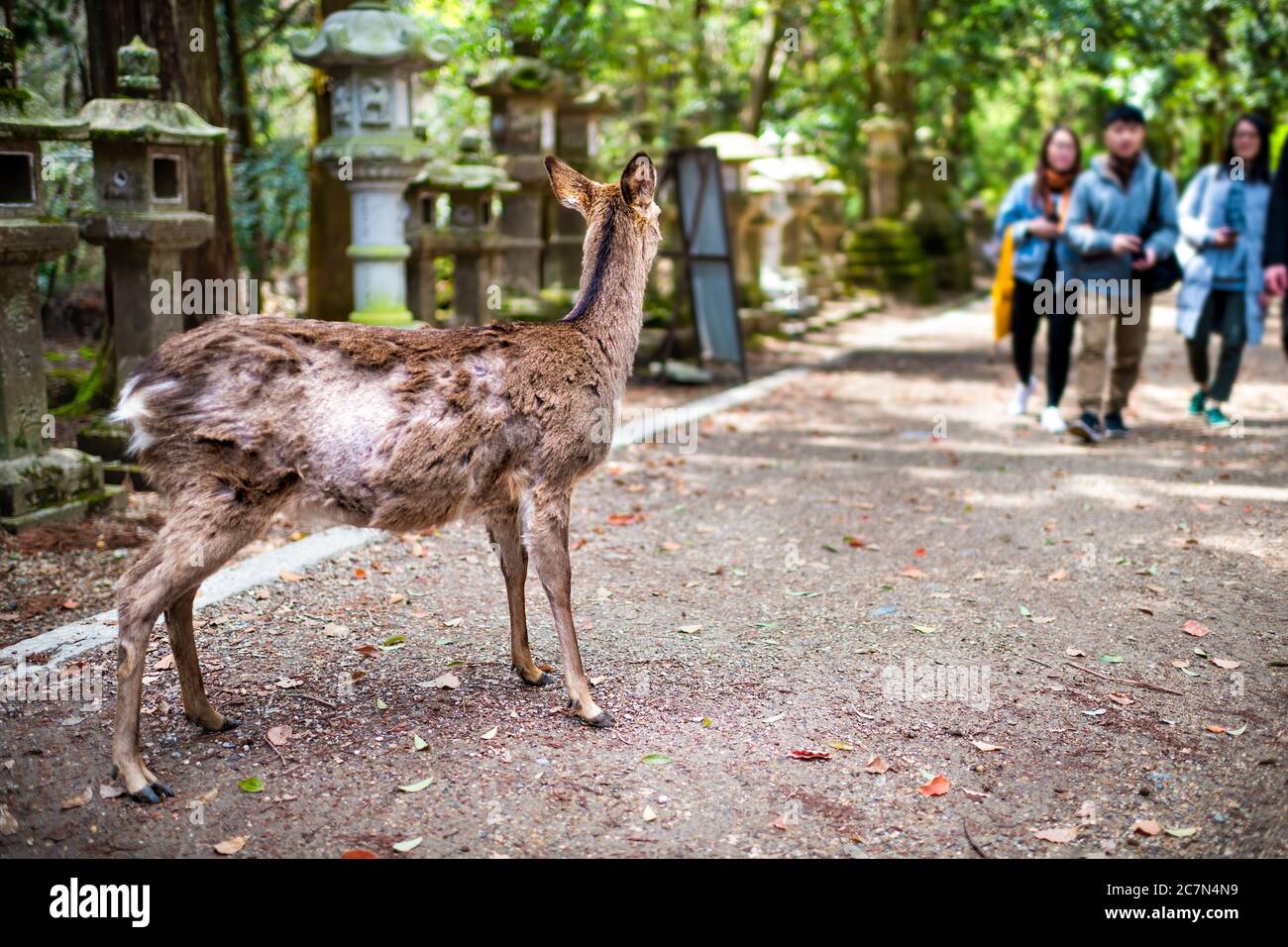 Deer walking shrine path hi-res stock photography and images - Alamy
