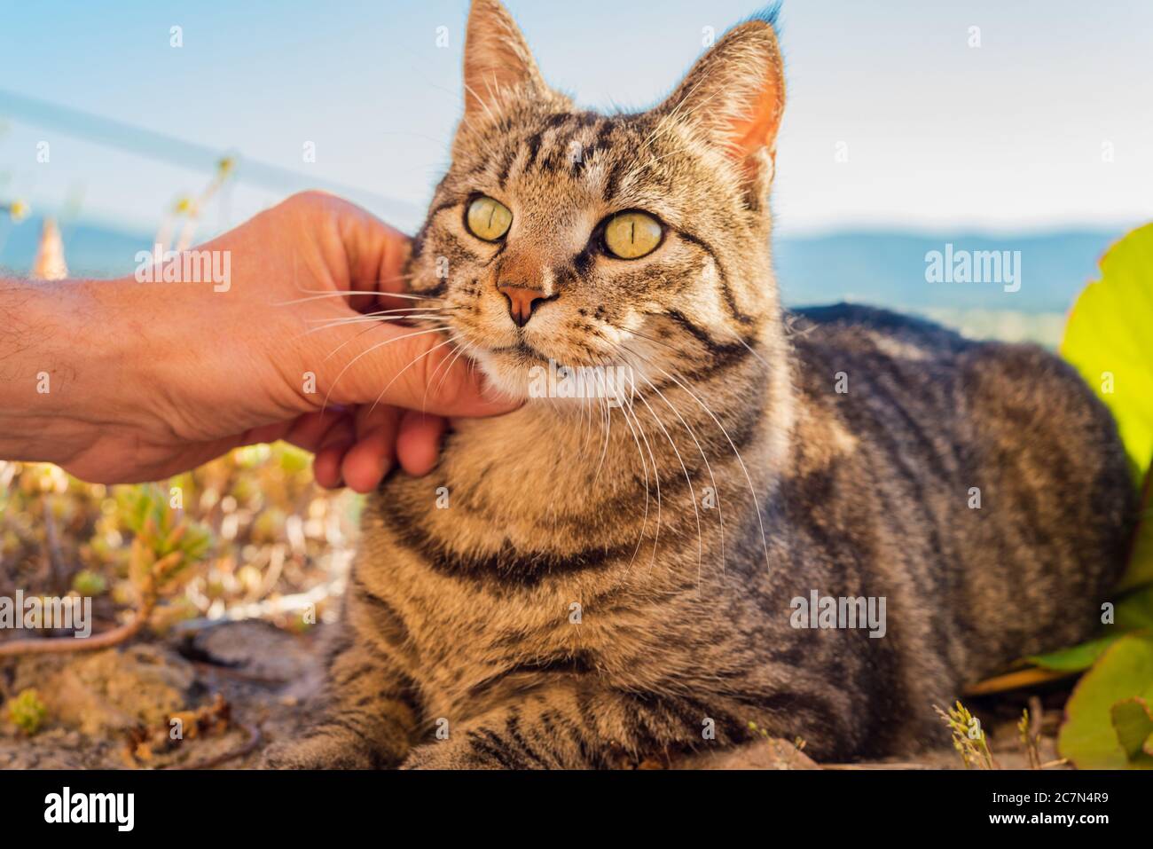 Hand caressing cat one hi-res stock photography and images - Alamy