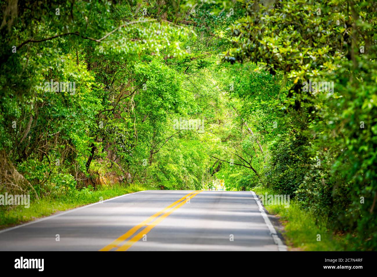 Tallahassee, Florida empty road Miccosukee scenic canopy street with ...