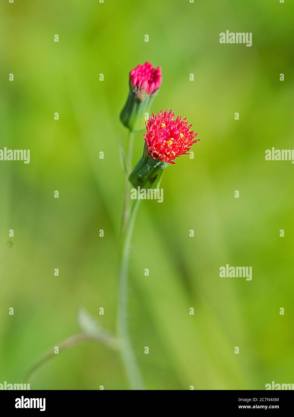 Red wild flower hi-res stock photography and images - Alamy