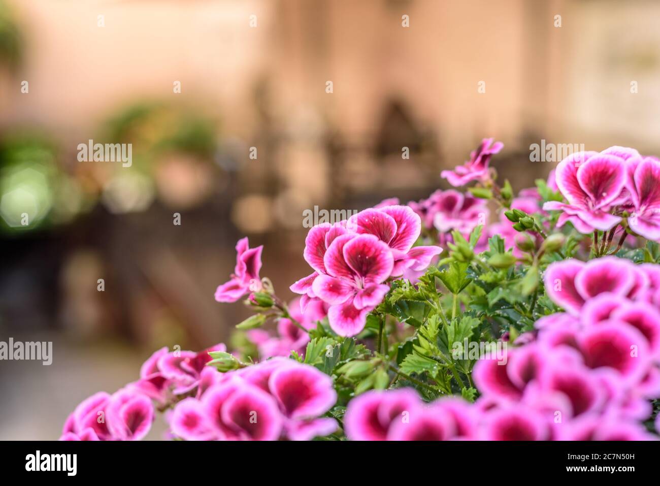 Selective focus shot of geranium flowers along a street of Spello in ...
