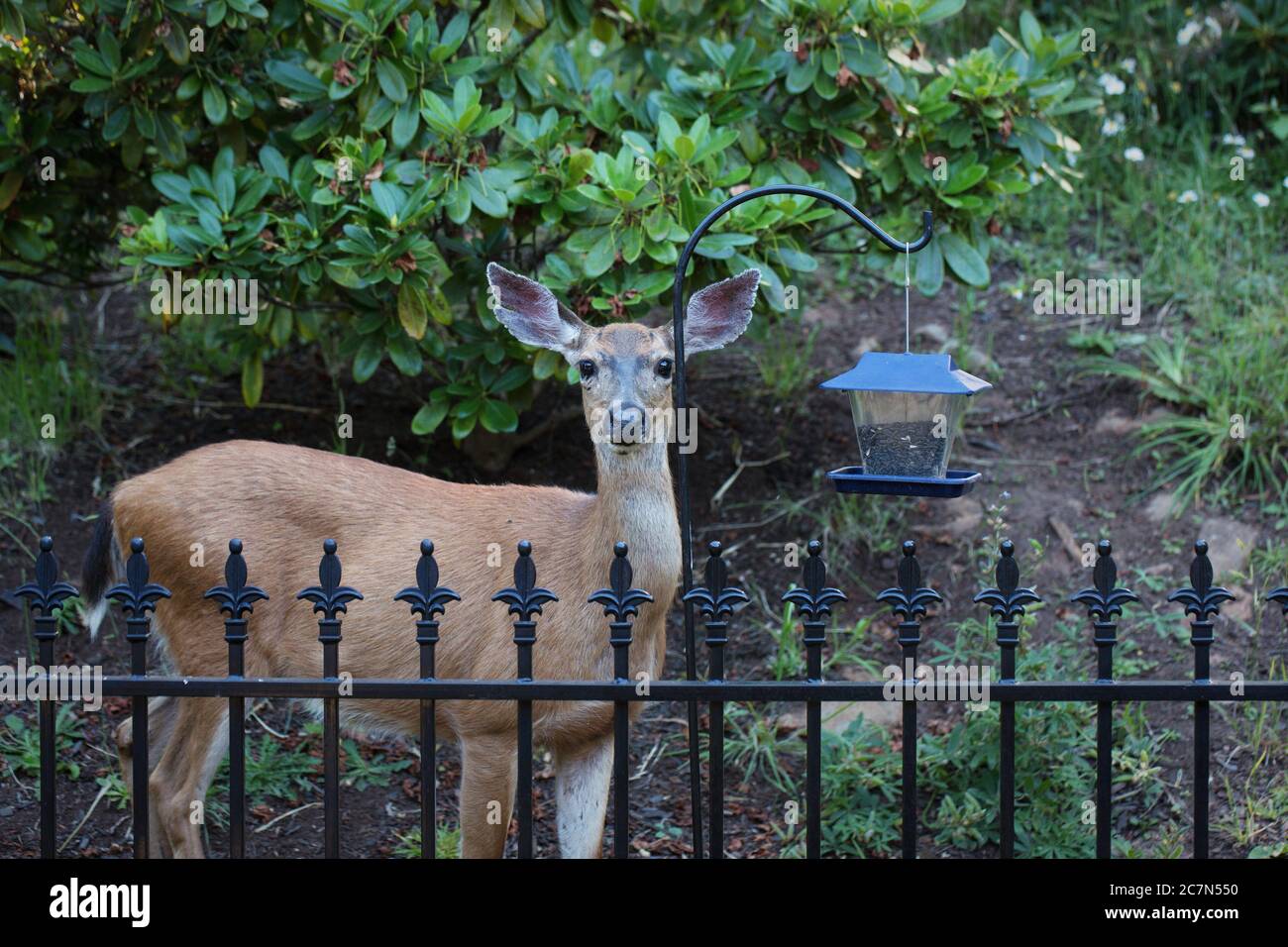 Standing bird feeder hi-res stock photography and images - Alamy