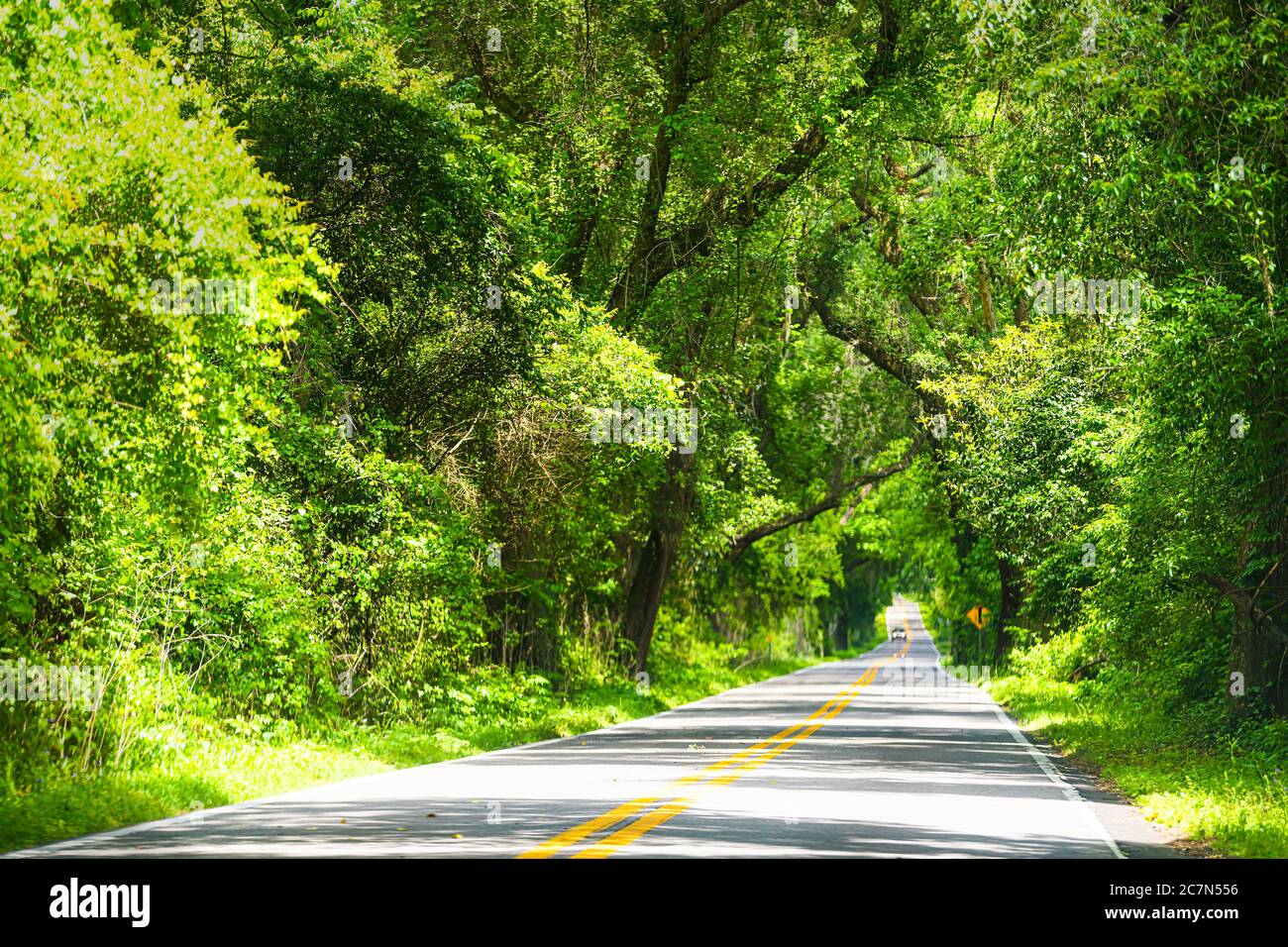 Tallahassee, USA city with miccosukee street scenic canopy road with ...