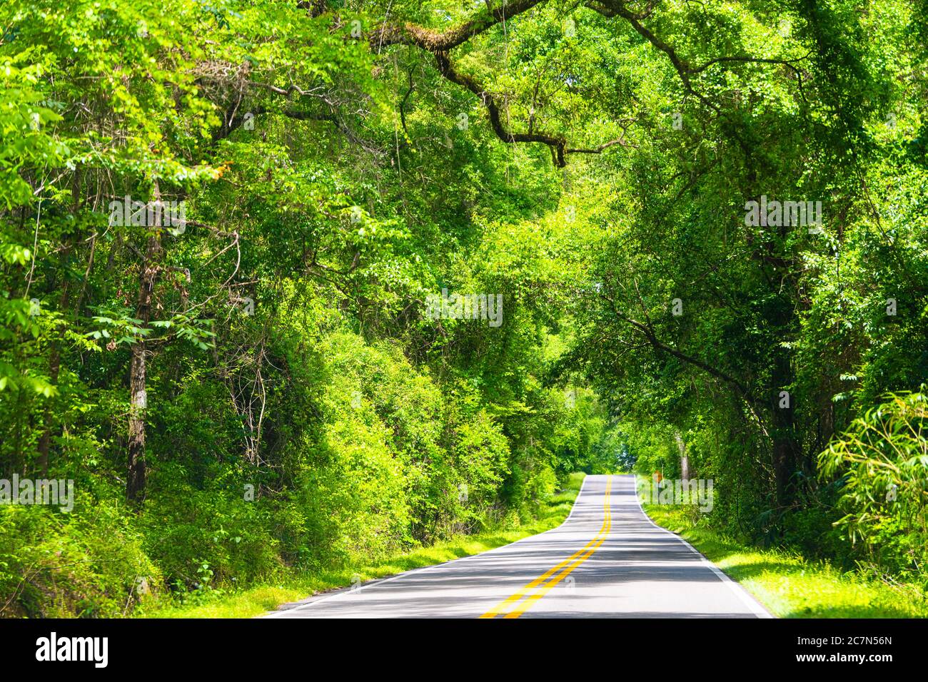 Tallahassee, Florida sunny road view on Miccosukee scenic canopy street ...