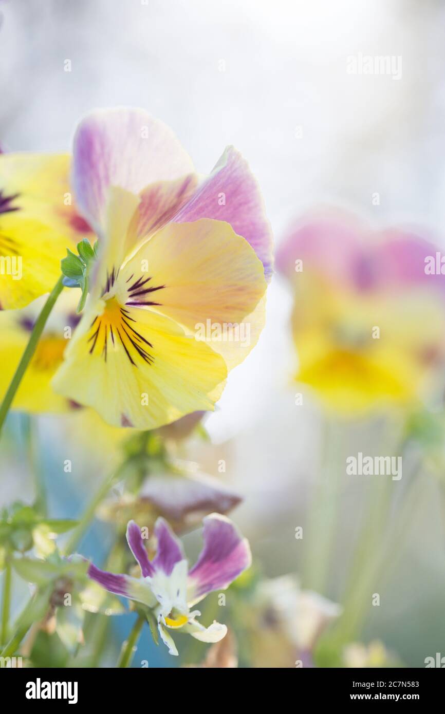 Pansy cool wave 'raspberry swirl' Stock Photo - Alamy