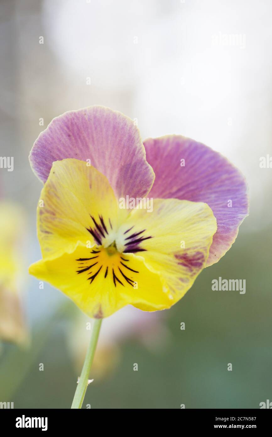 Pansy cool wave 'raspberry swirl' Stock Photo - Alamy