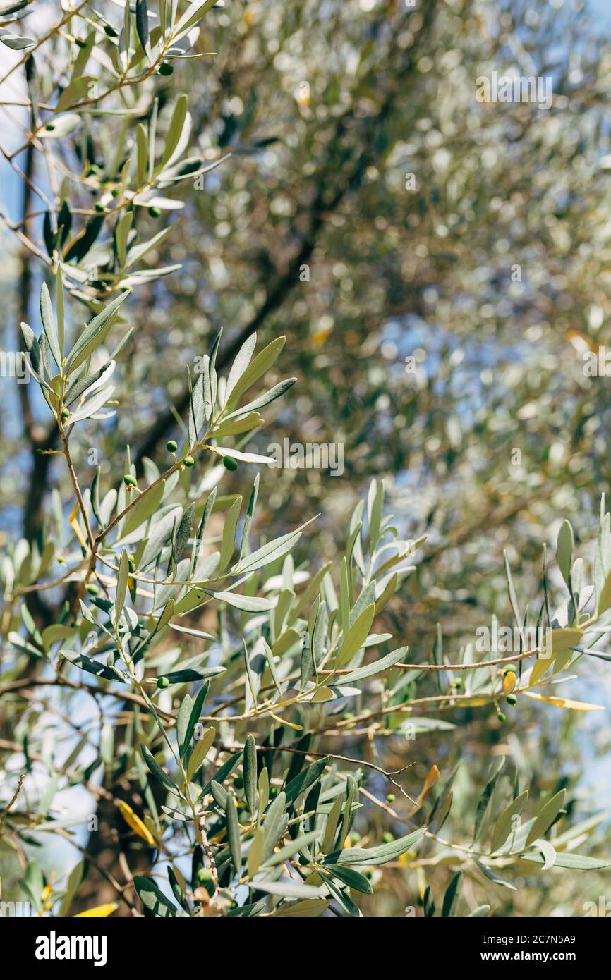 Olive tree sun branches berries hi-res stock photography and images - Alamy