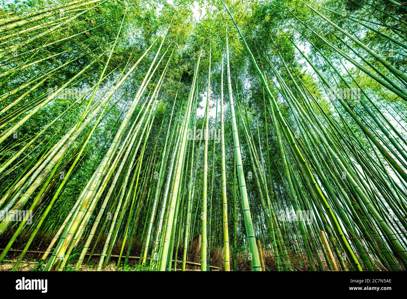 Kyoto, Japan canopy low angle wide angle view looking up of Arashiyama ...