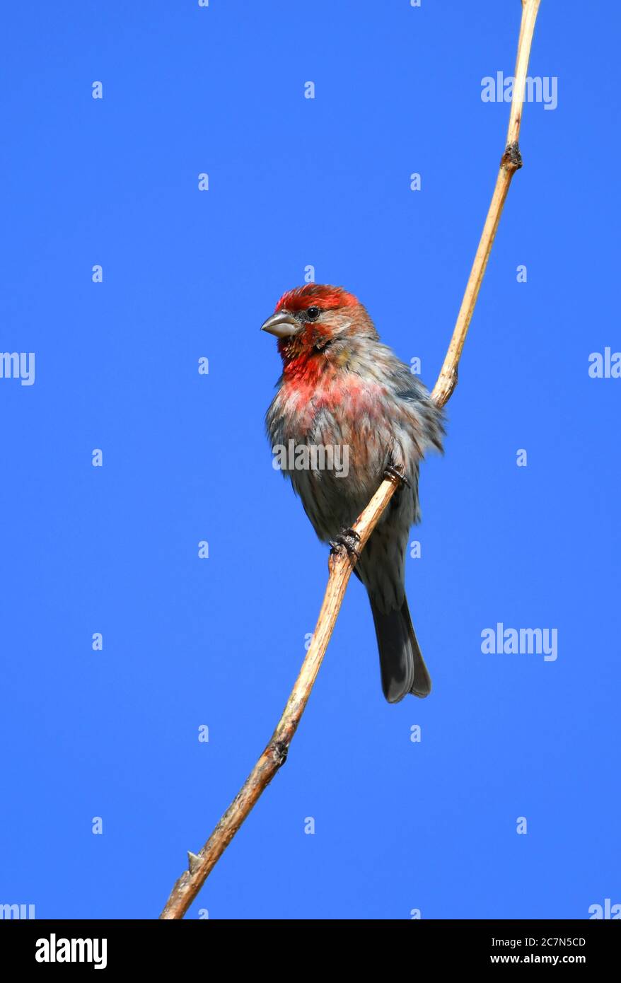 House finch singing hi-res stock photography and images - Alamy