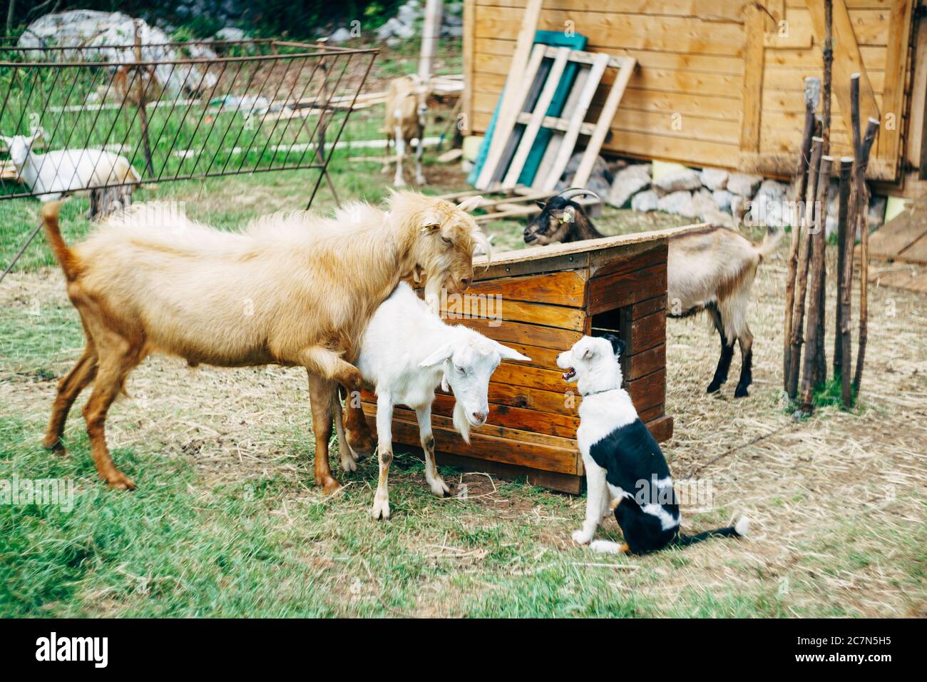 Guardian dog goats hi-res stock photography and images - Alamy