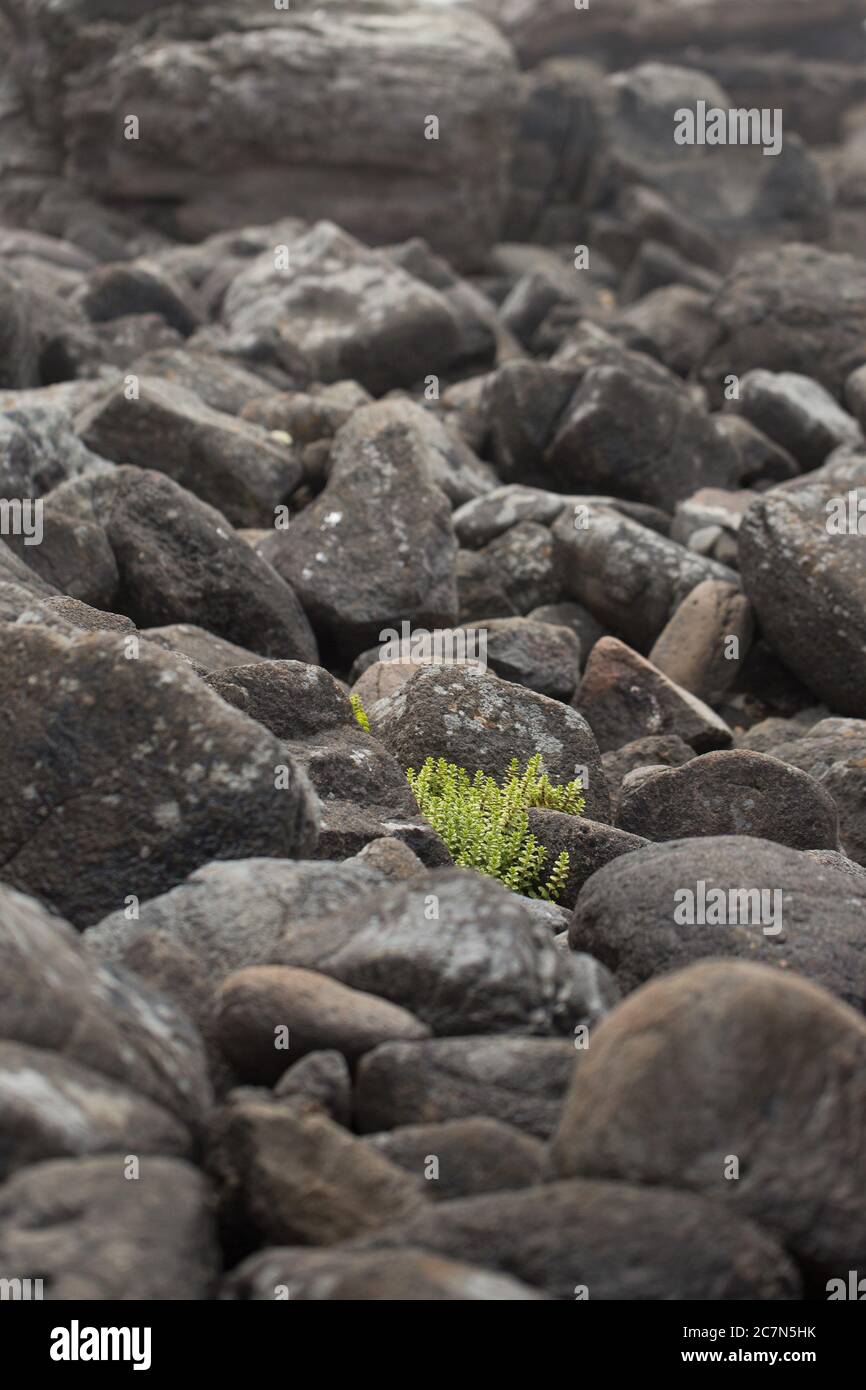 Plant among rocks hi-res stock photography and images - Alamy