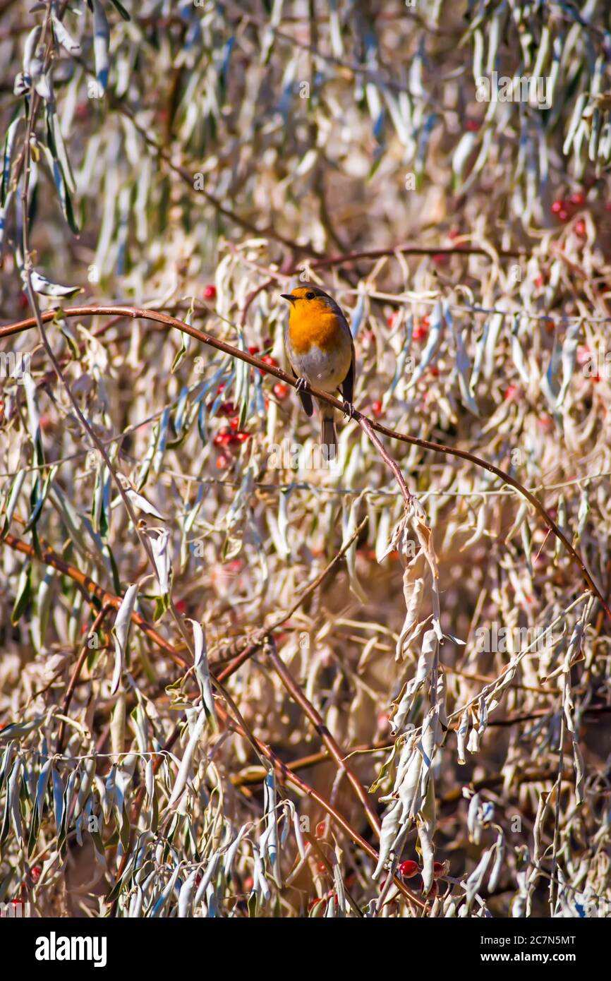 Nature and birds. Bird on branch. Nature background Stock Photo - Alamy