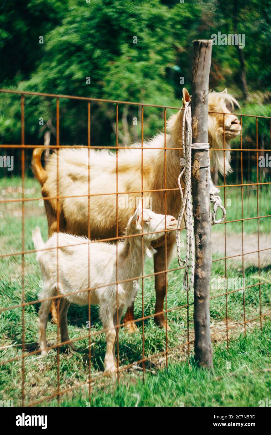Mom is a goat and a little goat behind a fence on a goat farm Stock ...