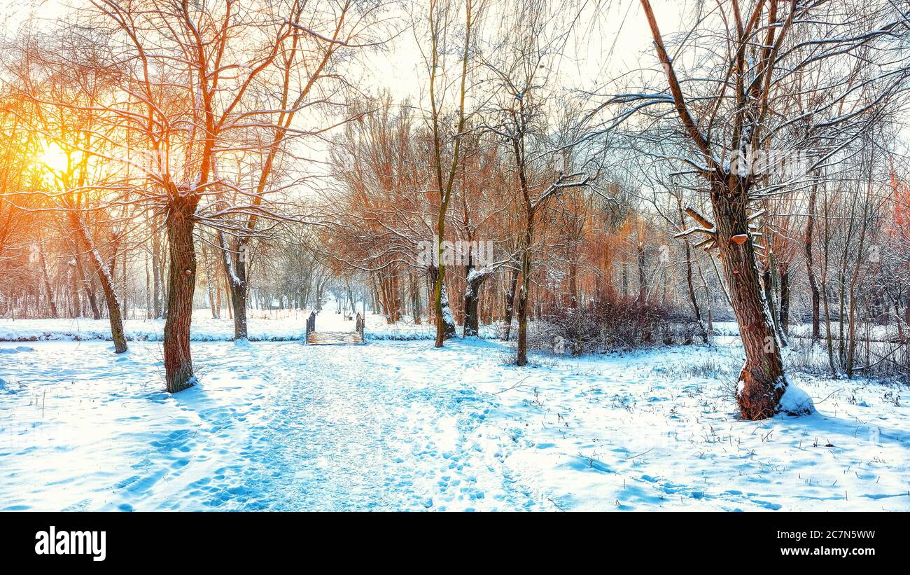 Sunlight breaks through the trees in winter. Lots of snow Stock Photo ...