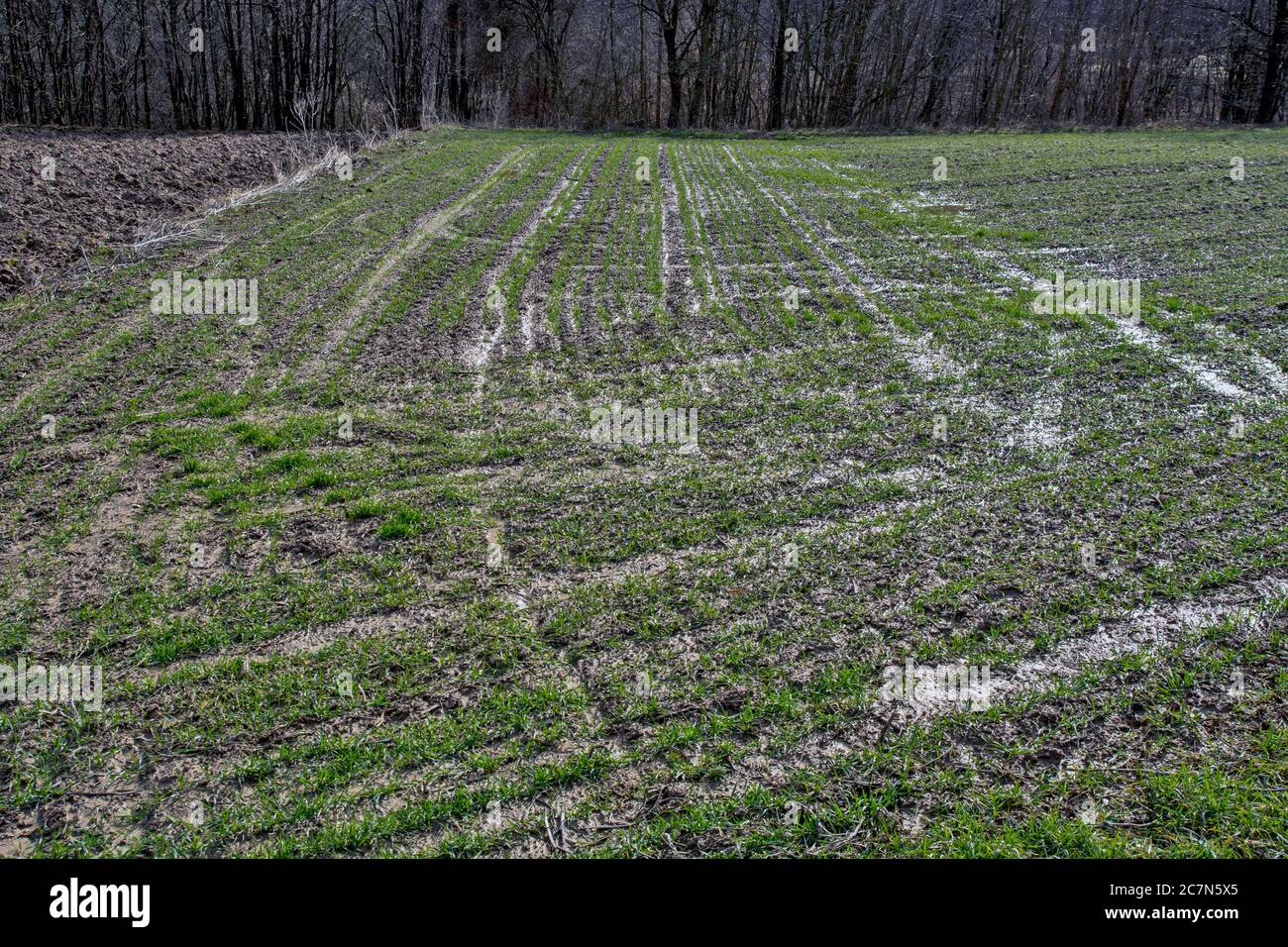 A field under a crop that has just emerged full of water after heavy ...