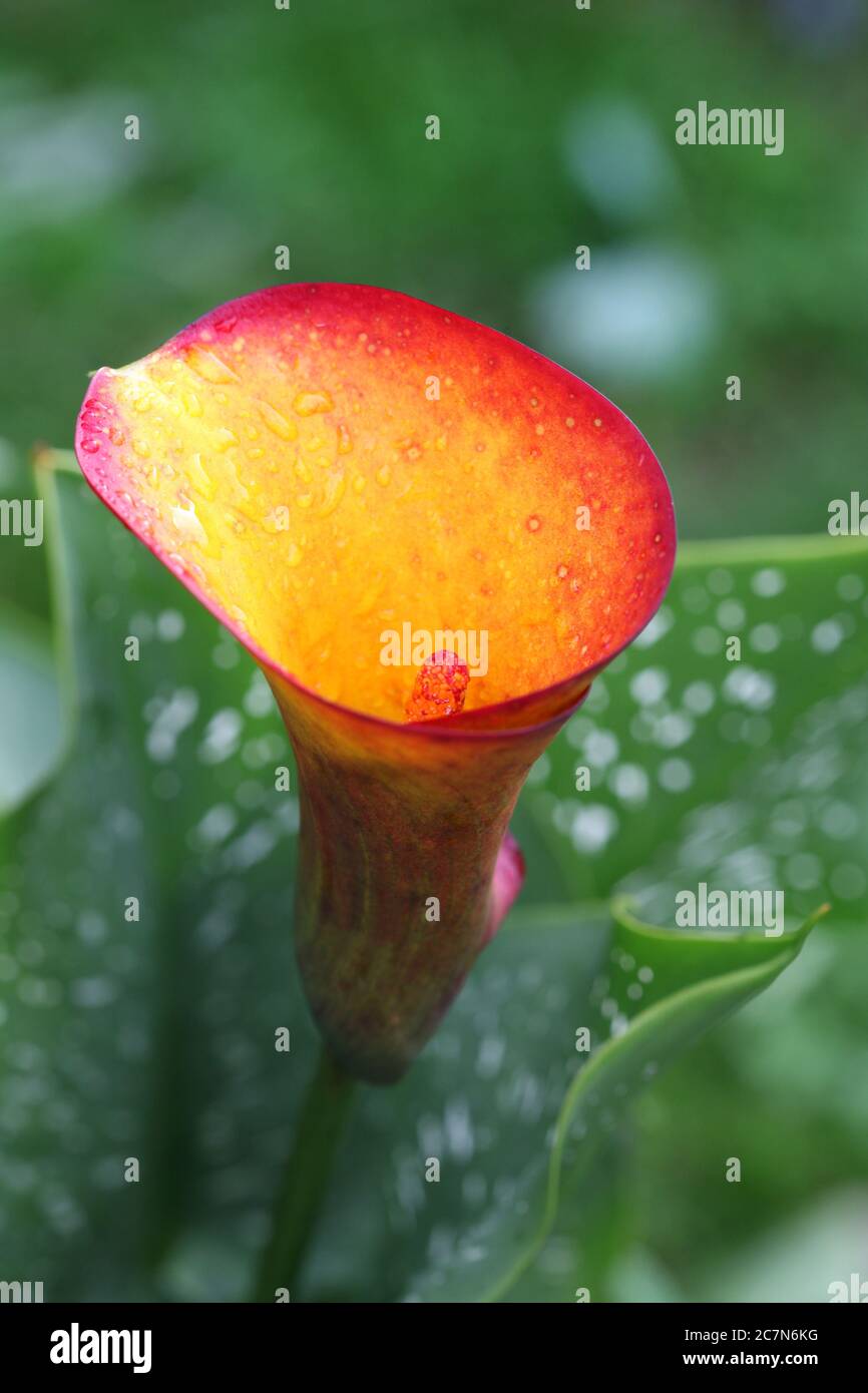 Orange calla lilly hi-res stock photography and images - Alamy