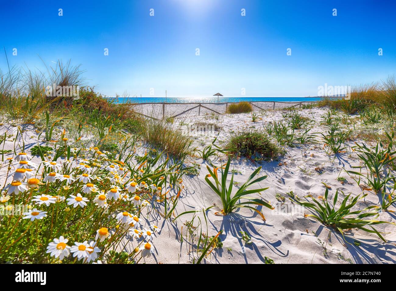 Landscape of grass and flowers in sand dunes on the beach La Cinta ...