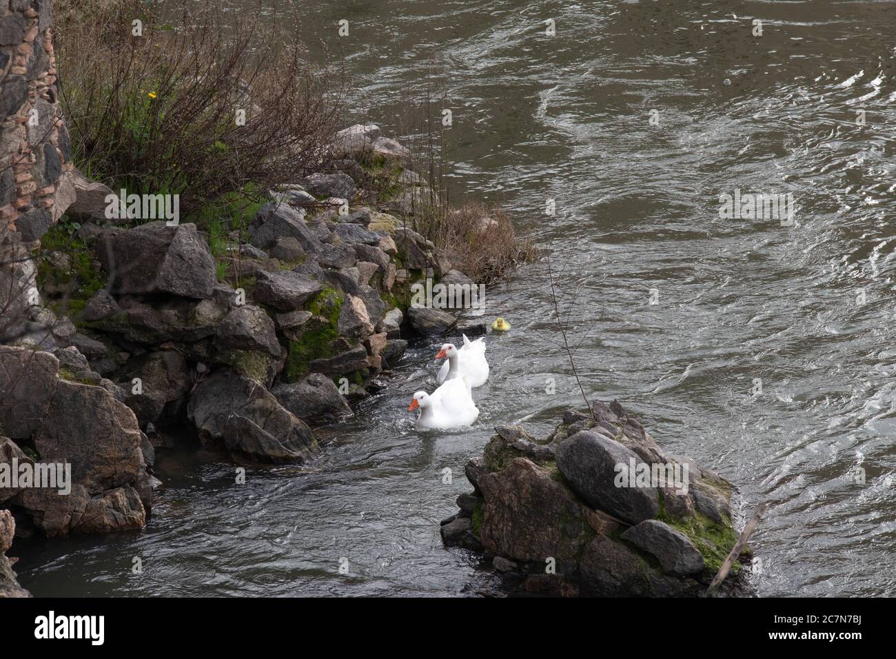 Little baby ducks in creek hi-res stock photography and images - Alamy
