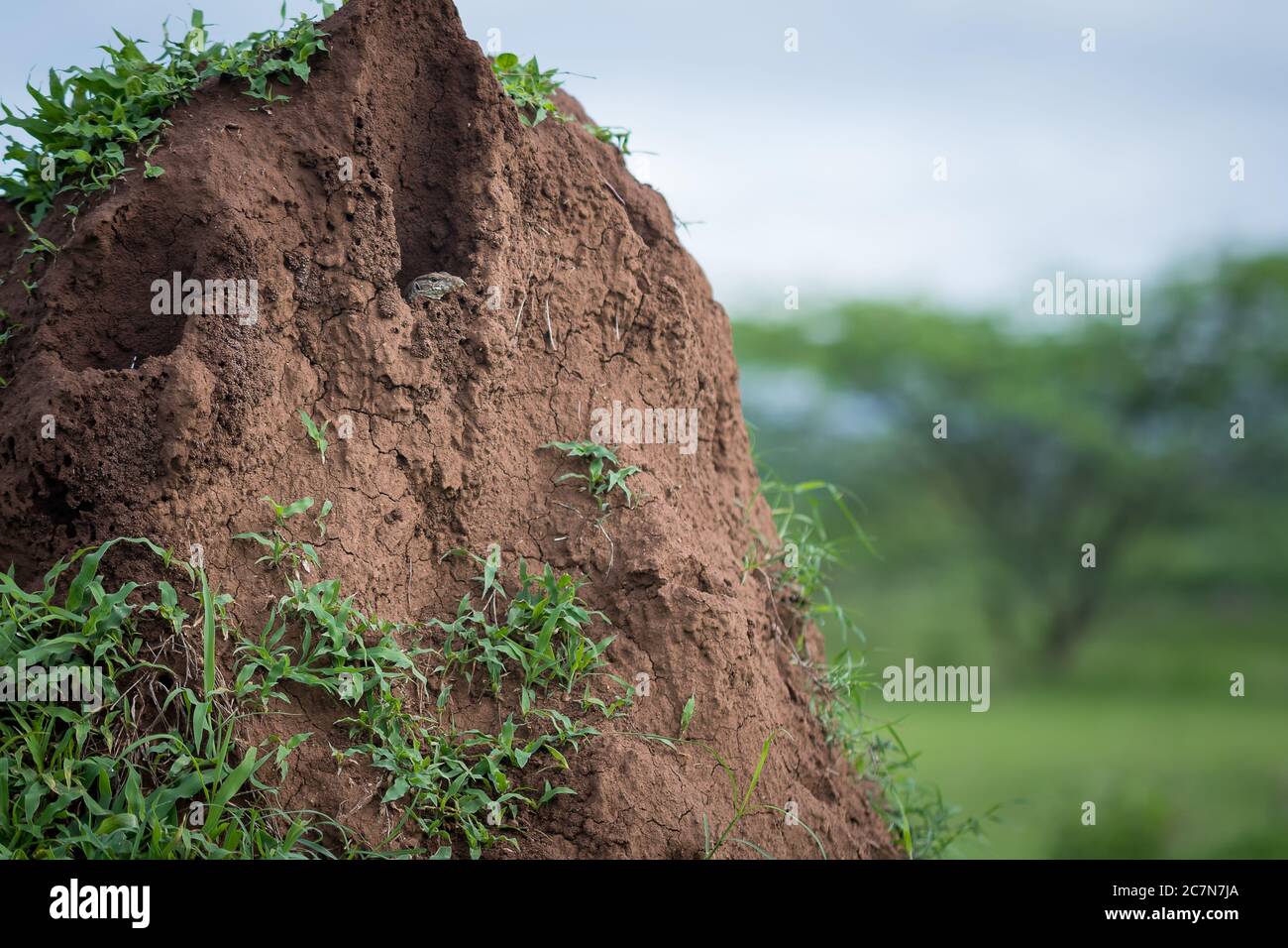 A photo of a baby bengal monitor lizard (Varanus bengalensis) peeping ...