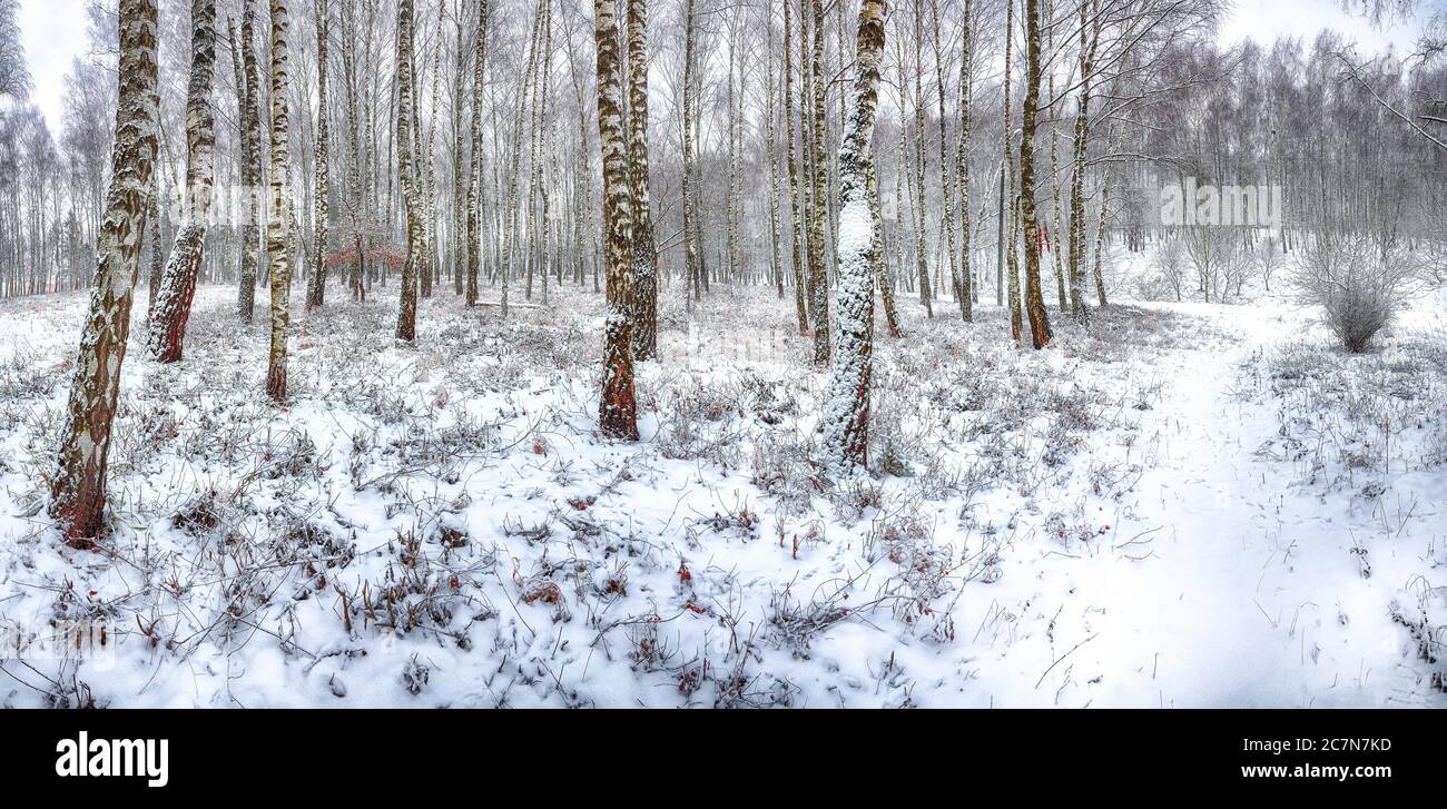 Frozen birch forest landscape. Early winter landscape with frost on ...