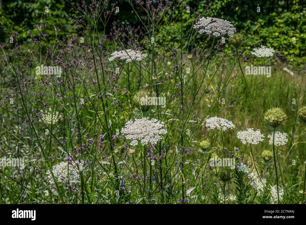 Field full of blooming Queen anne's lace with other colorful ...
