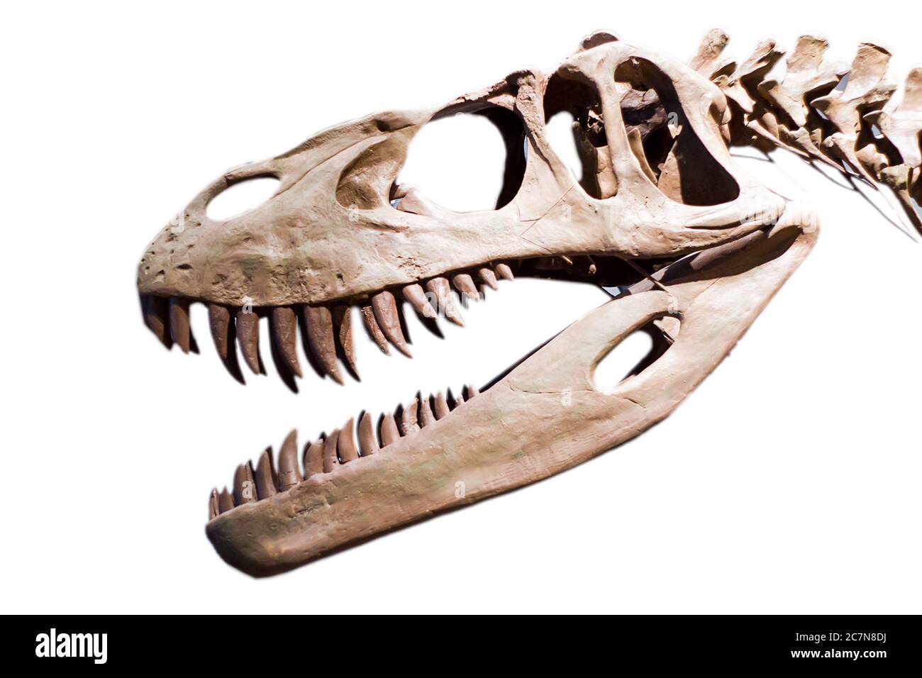 Dinosaur Skeleton Head