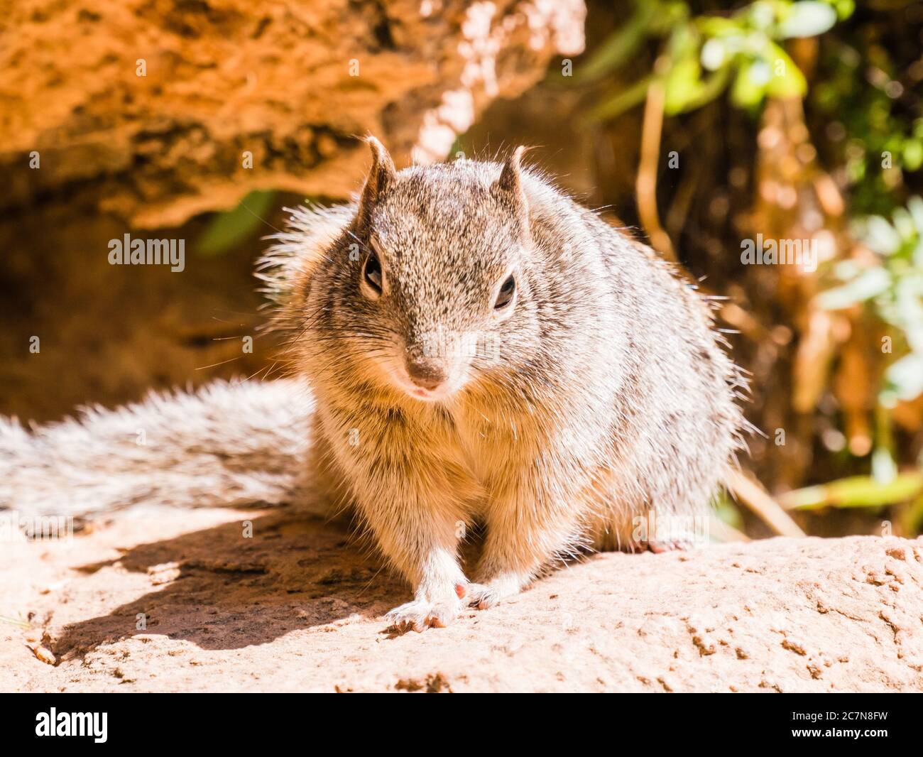 Cute big squirrel standing on the rocks Stock Photo - Alamy