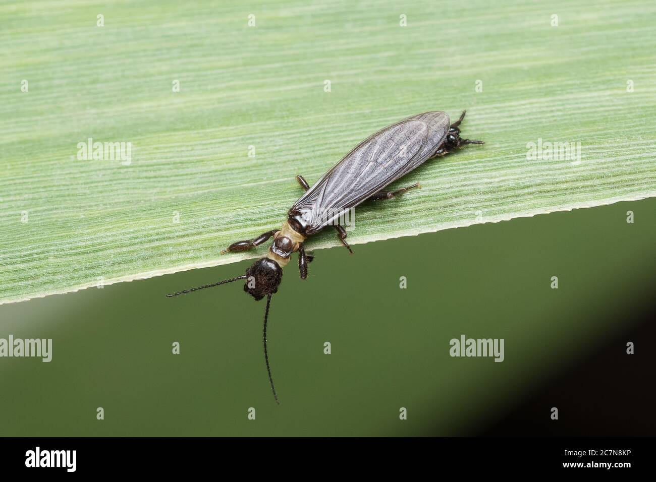 Photo of a webspinner insect (Oligotoma saundersii) peeping down from a ...