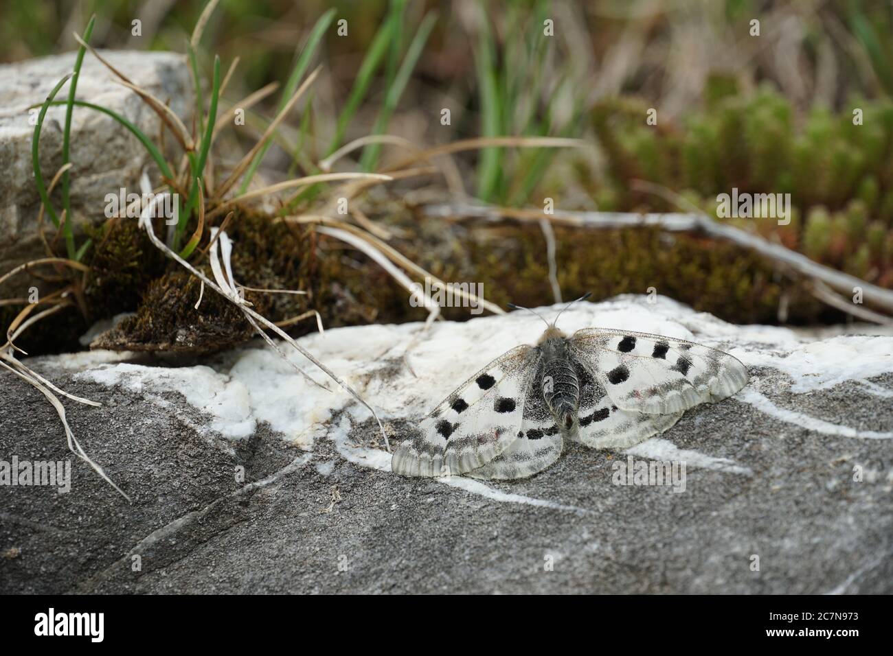 Butterfly called Parnassius Apollo in Latin, species living in high ...