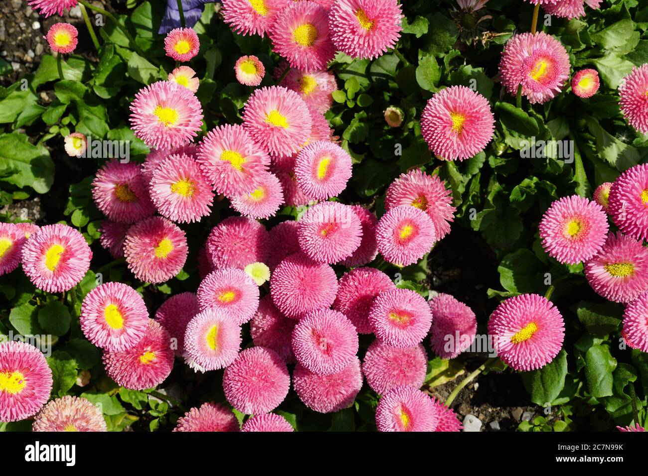 Double blossom daisy in pink color growing a colony in the spring Stock ...